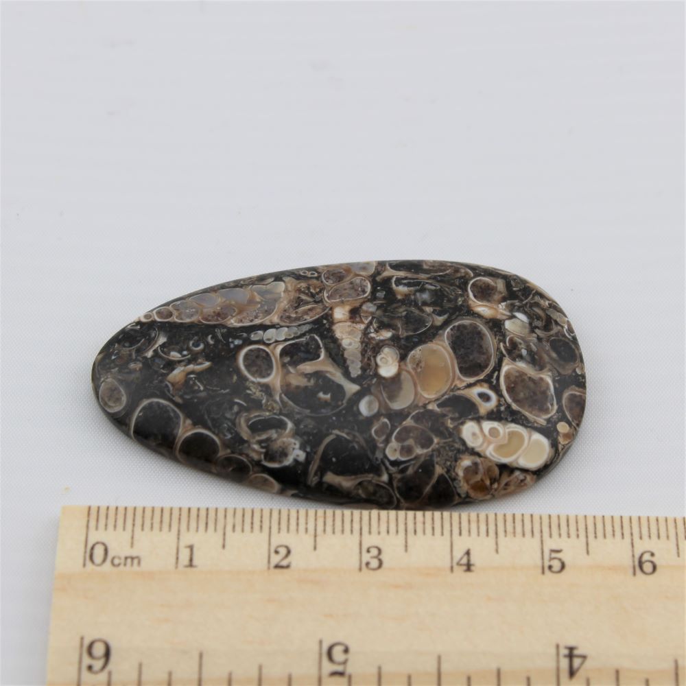 Turritella Agate Cabochon - Bey's Rock Shop